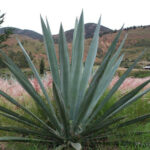 Espadín - Receta Rápida y Fácil