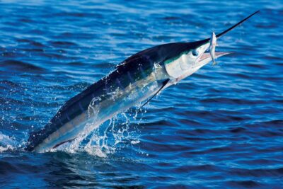 Marlin rayado - Receta Rápida y Fácil