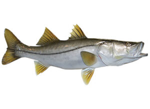 Róbalo - Receta Rápida y Fácil